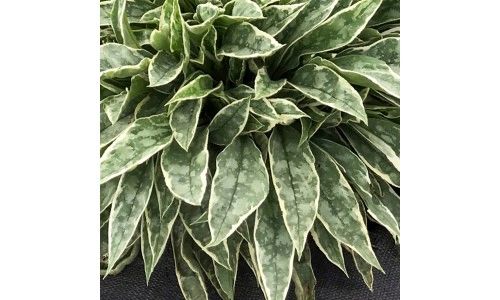 PULMONARIA 'Raspberry Frost' PPAF - Six (6) Plants