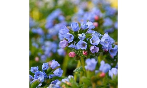PULMONARIA 'Twinkle Toes' PPAF - Single Plants