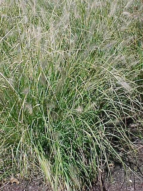 Pennisetum Hamlen (Gallon Containers)