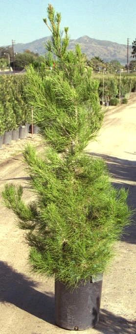 Afghan Pine - Pack of 100 Seedlings