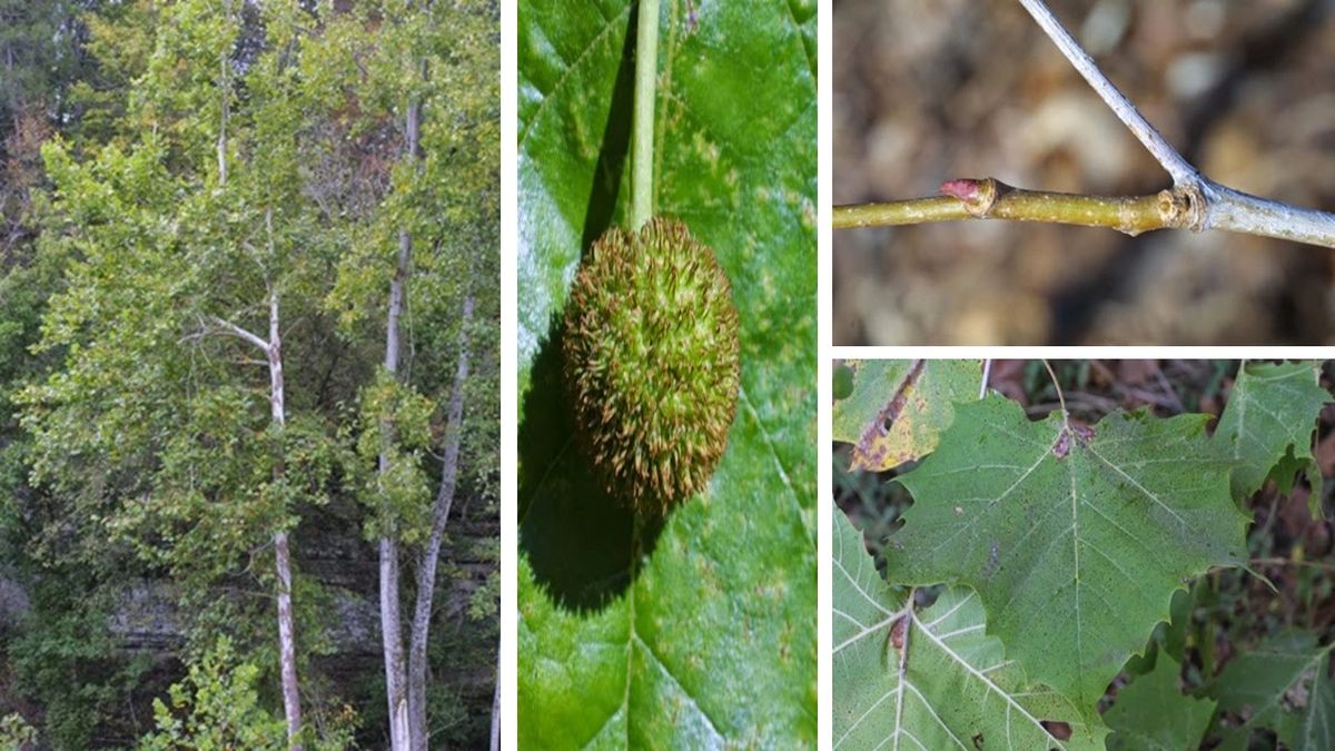 PLATANUS OCCIDENTALIS (sycamore) - (Bare Root) Plants (50-Count)