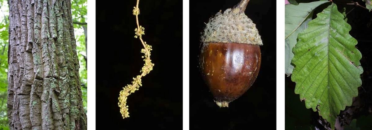 QUERCUS PRINUS (chestnut oak) - Six (6) Plants