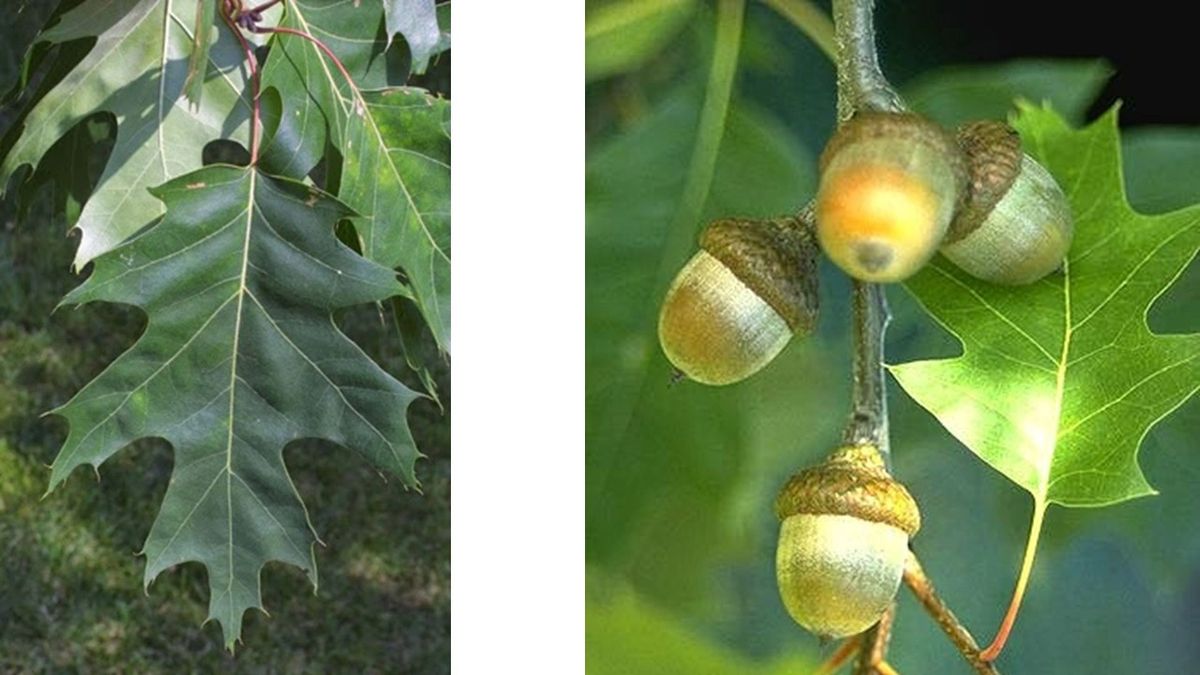 QUERCUS RUBRA (northern red oak) - Six (6) Plants