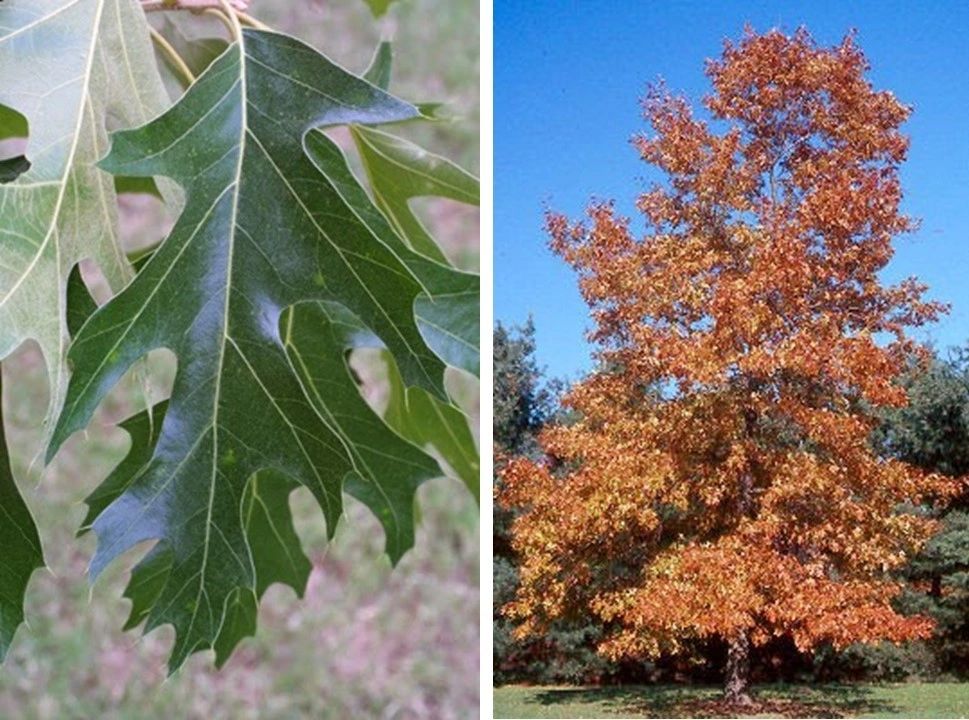 QUERCUS VELUTINA (black oak) - (Bare Root) Plants (50-Count)