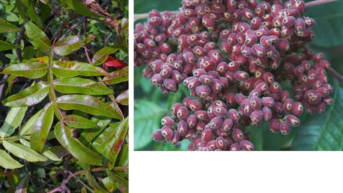 RHUS COPALLINUM (winged sumac) - Six (6) Plants