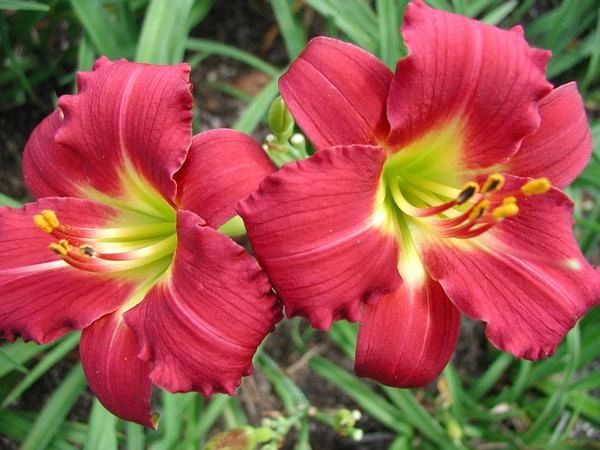 Ruby Stella Daylily - 6-Pack of Plants