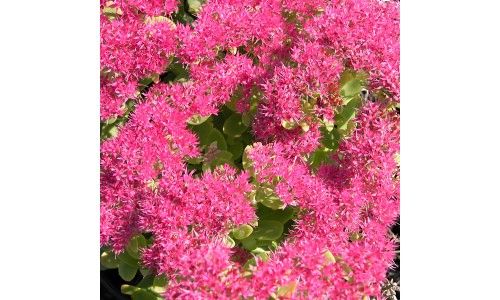 SEDUM spectabile 'Neon' - Single Plants