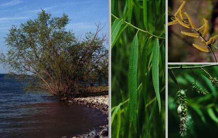 Salix (Willow)