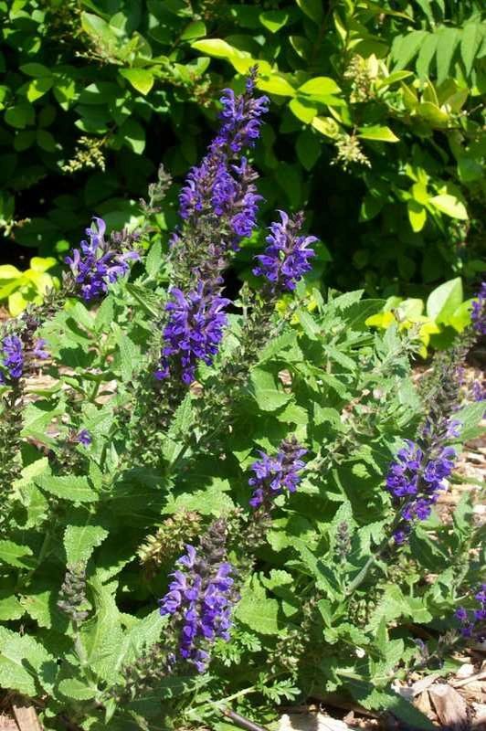 Salvia Marcus - Single Plants