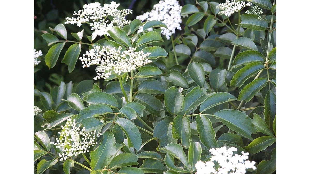 SAMBUCUS CANADENSIS (common elderberry) - Full Flat of 32 Plants