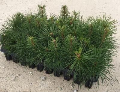Scotch Pine Seedlings - Full Flat of 50 Plants