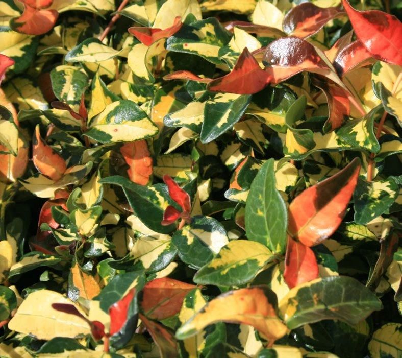 Jasmine Summer Sunset - Full Flat of 15 Plants