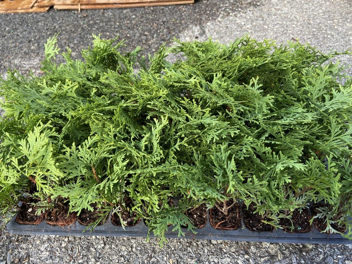Thuja LITTLE GIANT - Full Flat of 60 Plants