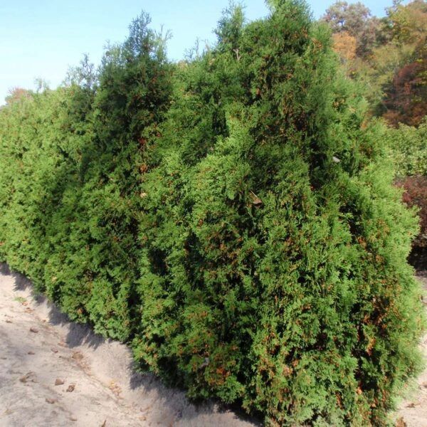 ARBORVITAE PYRAMIDAL - Six (6) Plants