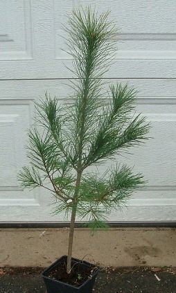 Eastern White Pine Seedlings - Full Flat of 18 Plants