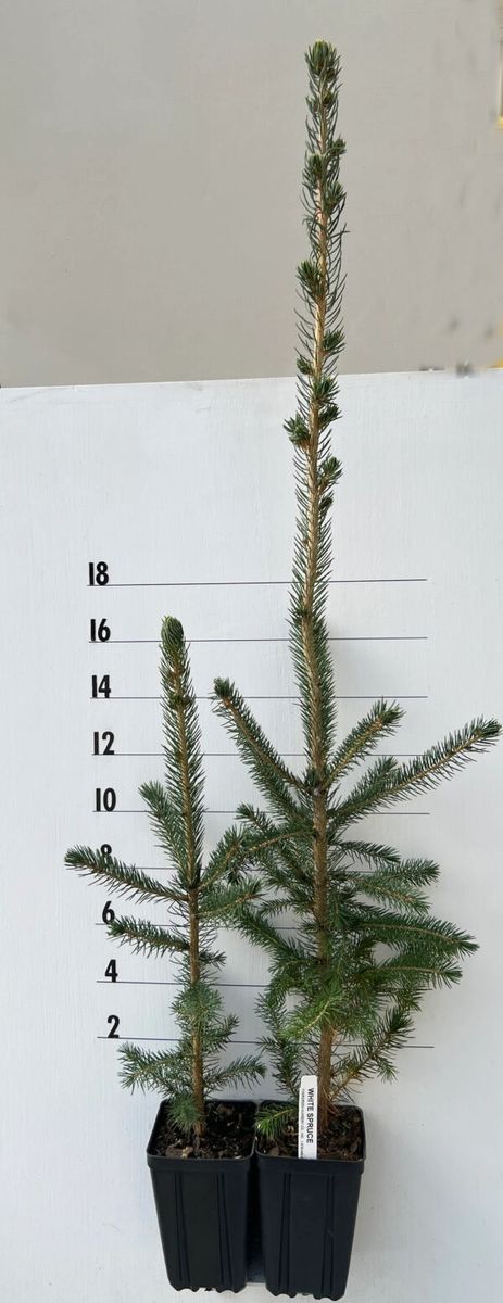 White Spruce Seedlings - Full Flat of 18 Plants