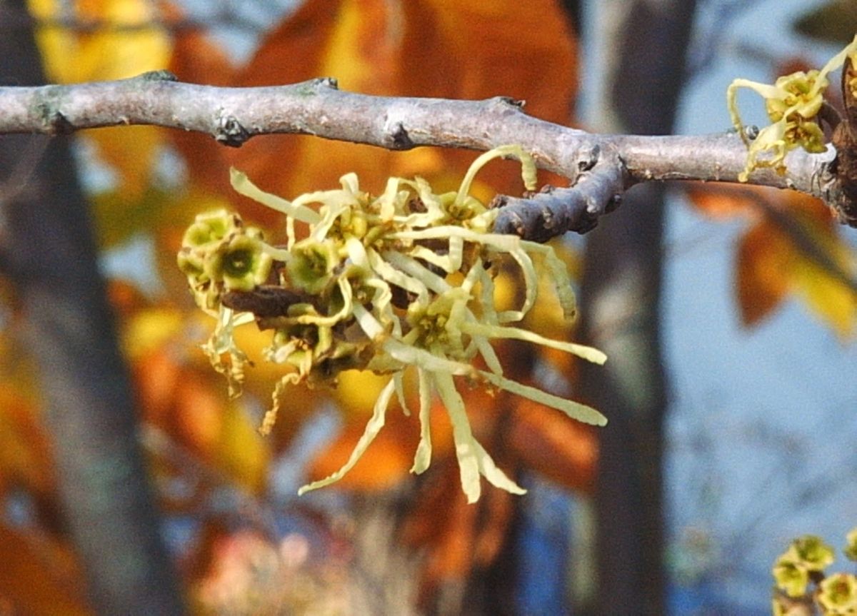 HAMAMELIS VIRGINIANA (witch-hazel) - Full Flat of 32 Plants