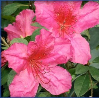Azalea RED FORMOSA -- (RED) - Six (6) Plants