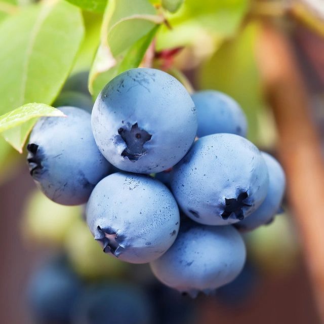 Biloxi Blueberry (1-inch containers)