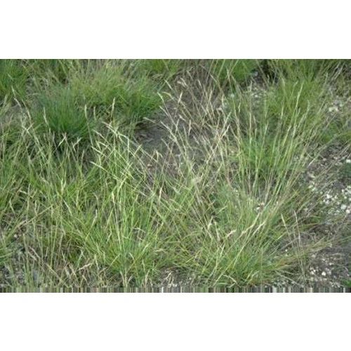 DANTHONIA SPICATA (Poverty Grass) - Full Flat of 50 Plants