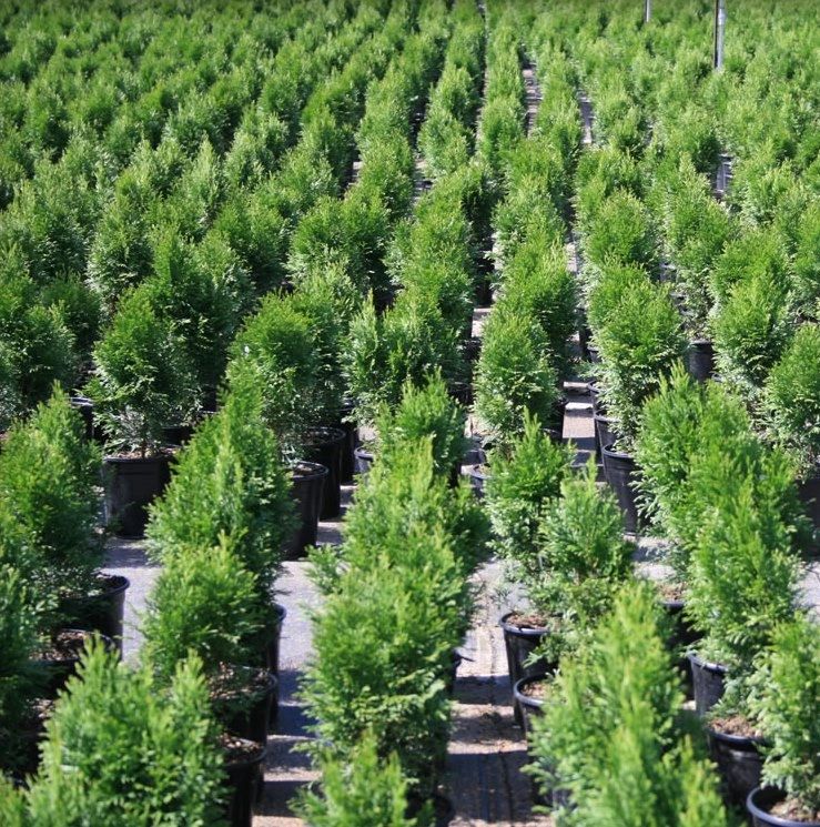THUJA occ. 'Emerald Green' - Full Flat of 15 Plants
