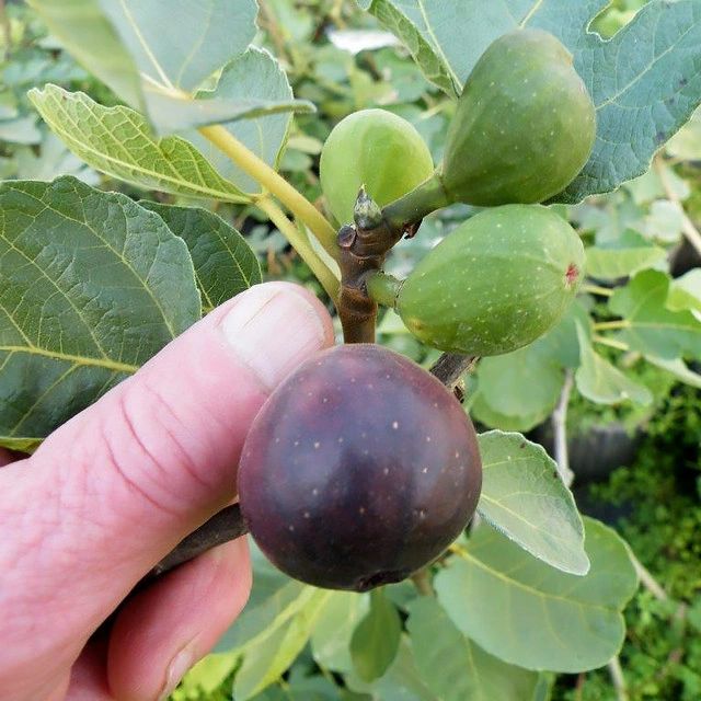 Petite Nigri Fig (Liter containers)