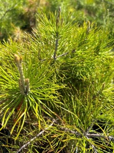 PINUS VIRGINIANA (Virginia Pine) - Single Plants