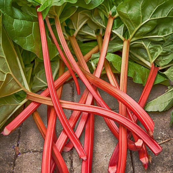Canada Red Rhubarb (Liter containers)