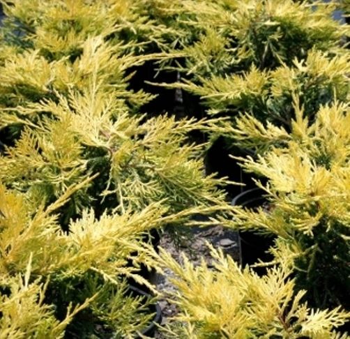 Saybrook Gold Juniper - Full Flat of 15 Plants