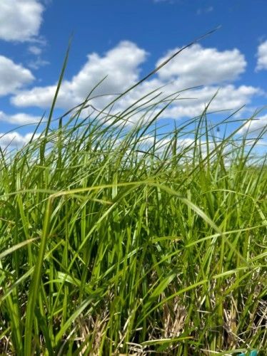 SCHOENOPLECTUS ATROVIRENS (Green Bulrush) (2-Inch Containers)