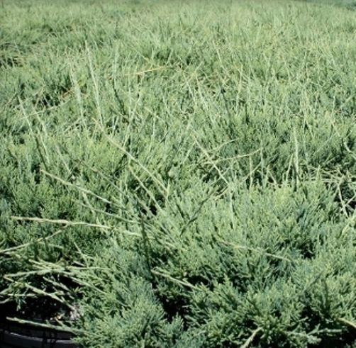 JUNIPERUS CHINENSIS ‘SEA SPRAY’ - Full Flat of 15 Plants