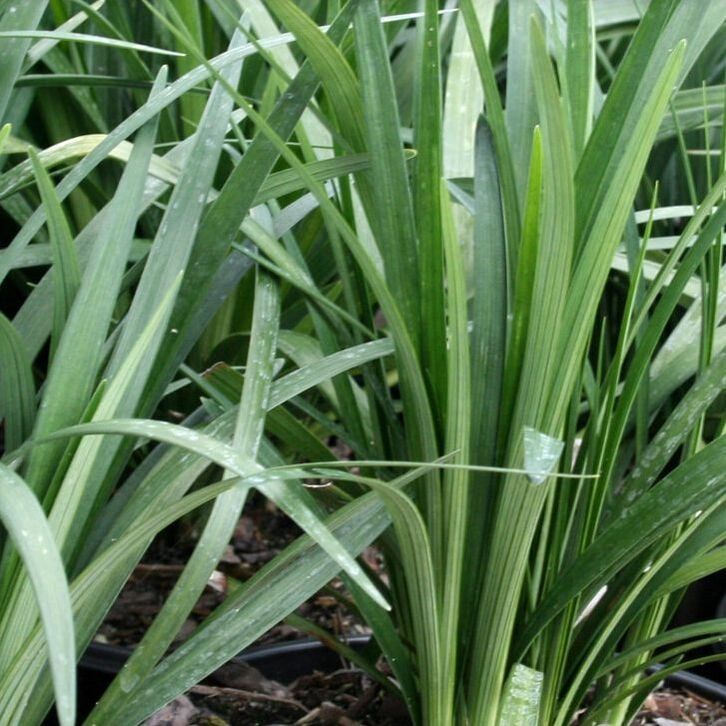 Liriope Super Blue - Full Flat of 30 Plants