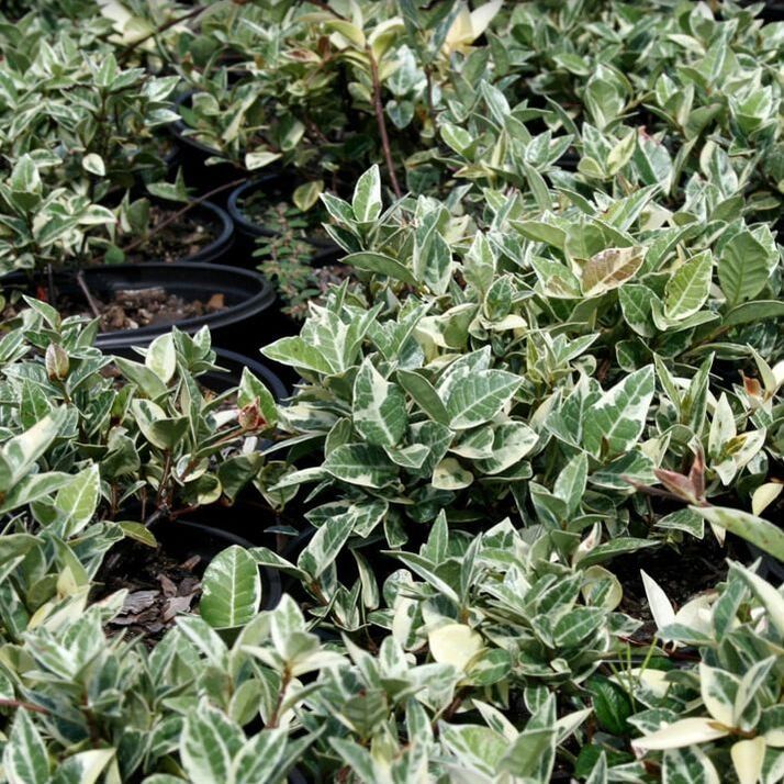 Jasmine Variegated Minima - Full Flat of 60 Plants