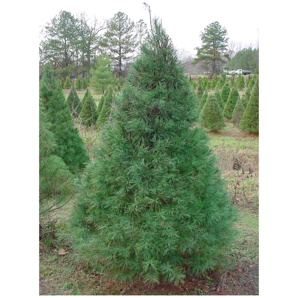 Eastern White Pine Seedlings - (Bare Root) Plants (50-Count)