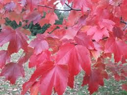 Acer Rubrum (Red Maple) - (Bare Root) Plants (50-Count)
