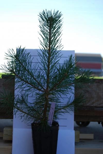 Scotch Pine Seedlings (Quart Containers)