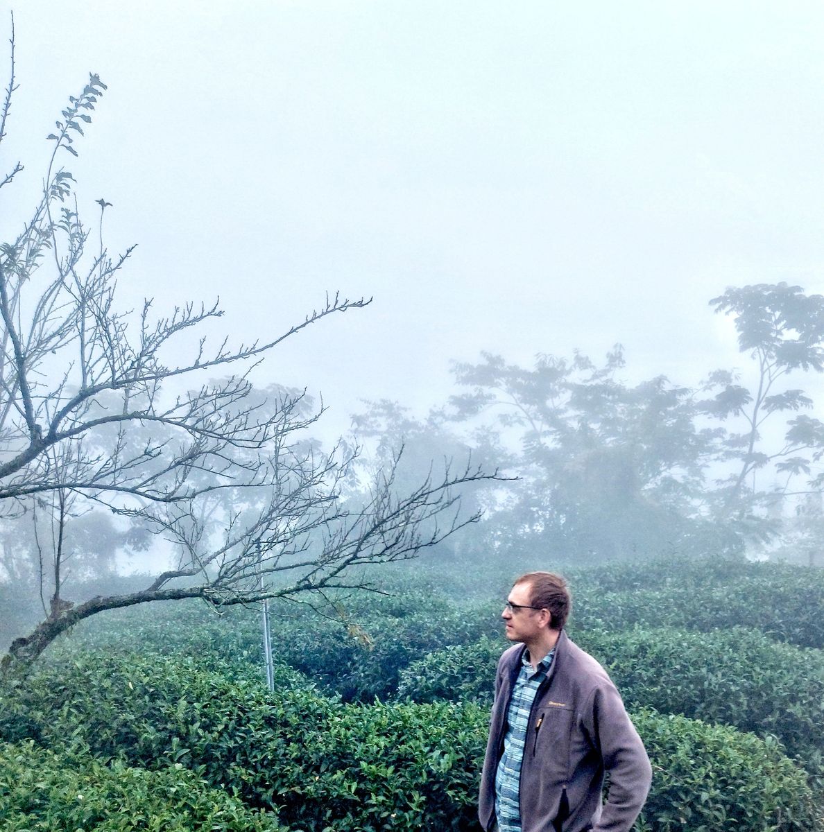 ITEI Course Taiwan Oolong Tea