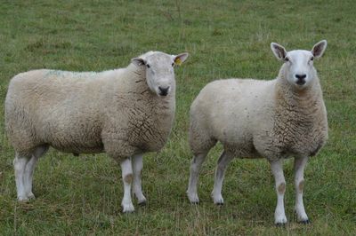 North Country Cheviot Sheep - Maloy Valley Farm | Maloy Valley Farm