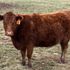 Maloy Valley Farm - Dexter Cattle, Irish Dexter Grassfed Beef | Maloy ...
