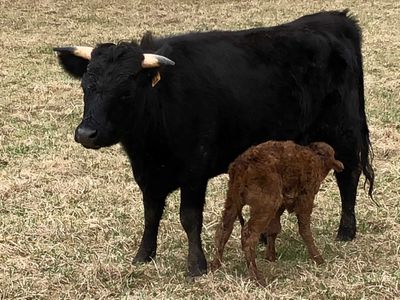 Maloy Valley Farm - Dexter Cattle, Irish Dexter Grassfed Beef | Maloy ...