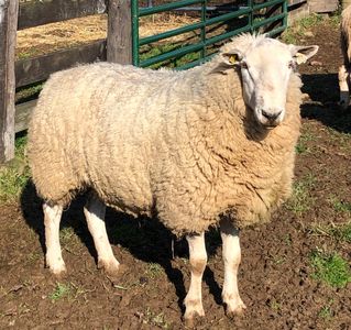 North Country Cheviot Sheep - Maloy Valley Farm | Maloy Valley Farm