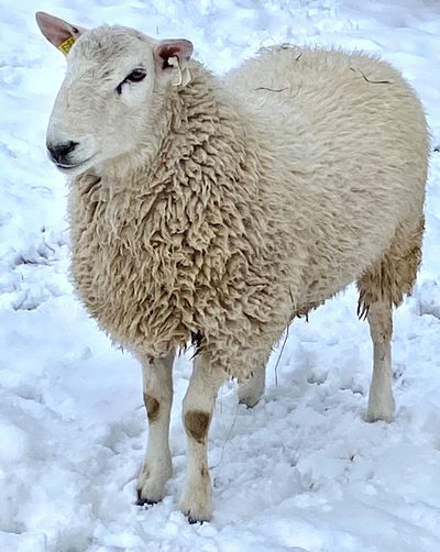 North Country Cheviot Sheep - Maloy Valley Farm | Maloy Valley Farm