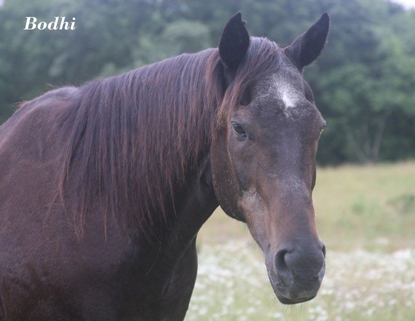 Bodhi - Our 2021 Calendar Horse for the Month of April