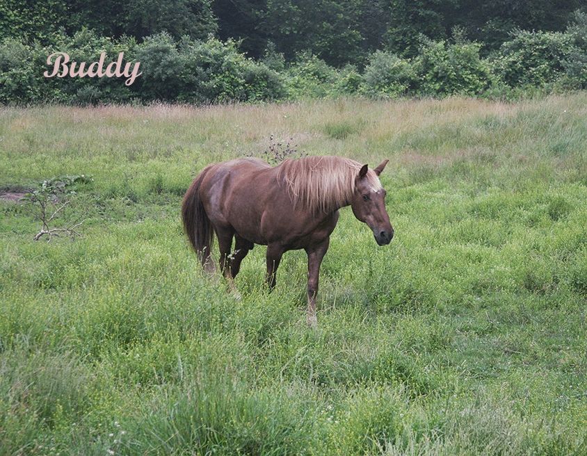 Buddy, Our 2024 Calendar Horse for the Month of May...