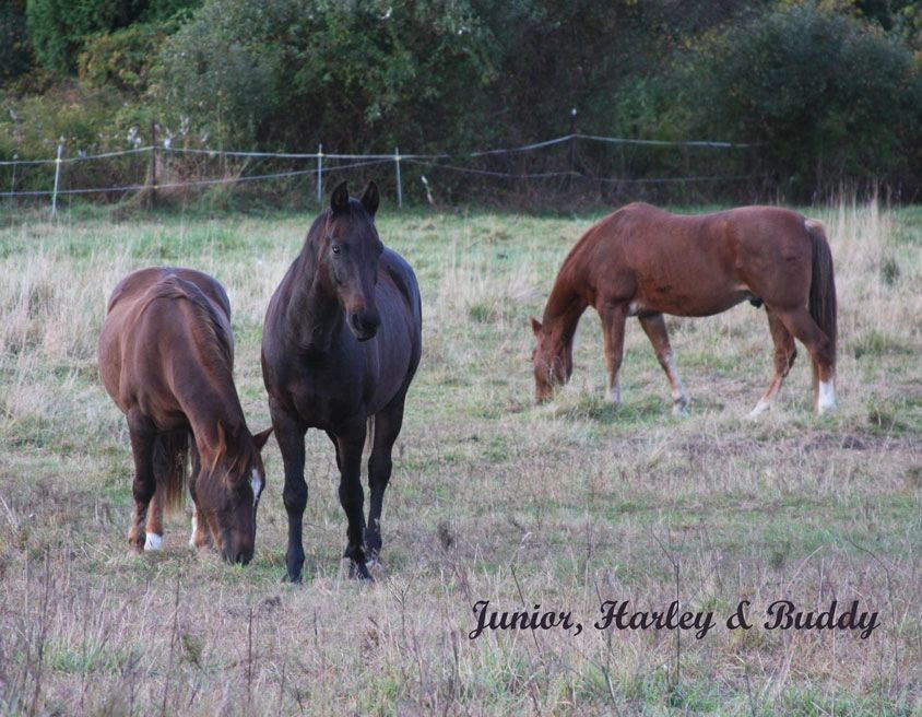 Junior, Harley, and Buddy, Our 2025 Calendar Horses for May...