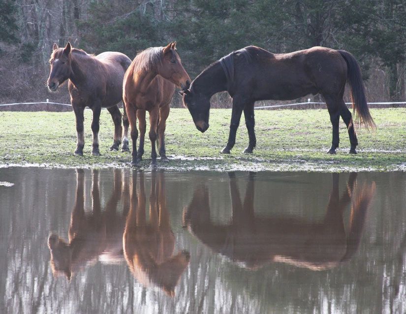 Horse Play 2019 Annual Calendar