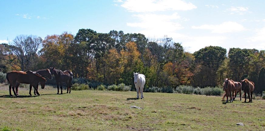 Horse Play Football