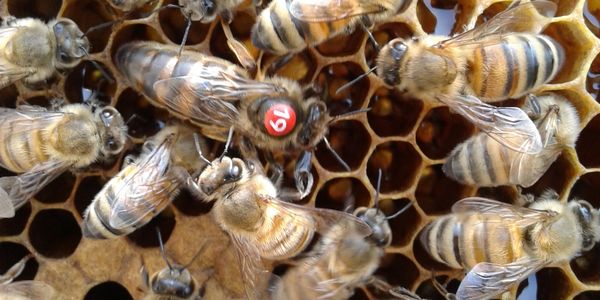 Little Bits Honey Bees - Honey Bee Queens, Queen Bee, Honey Bee Nucs