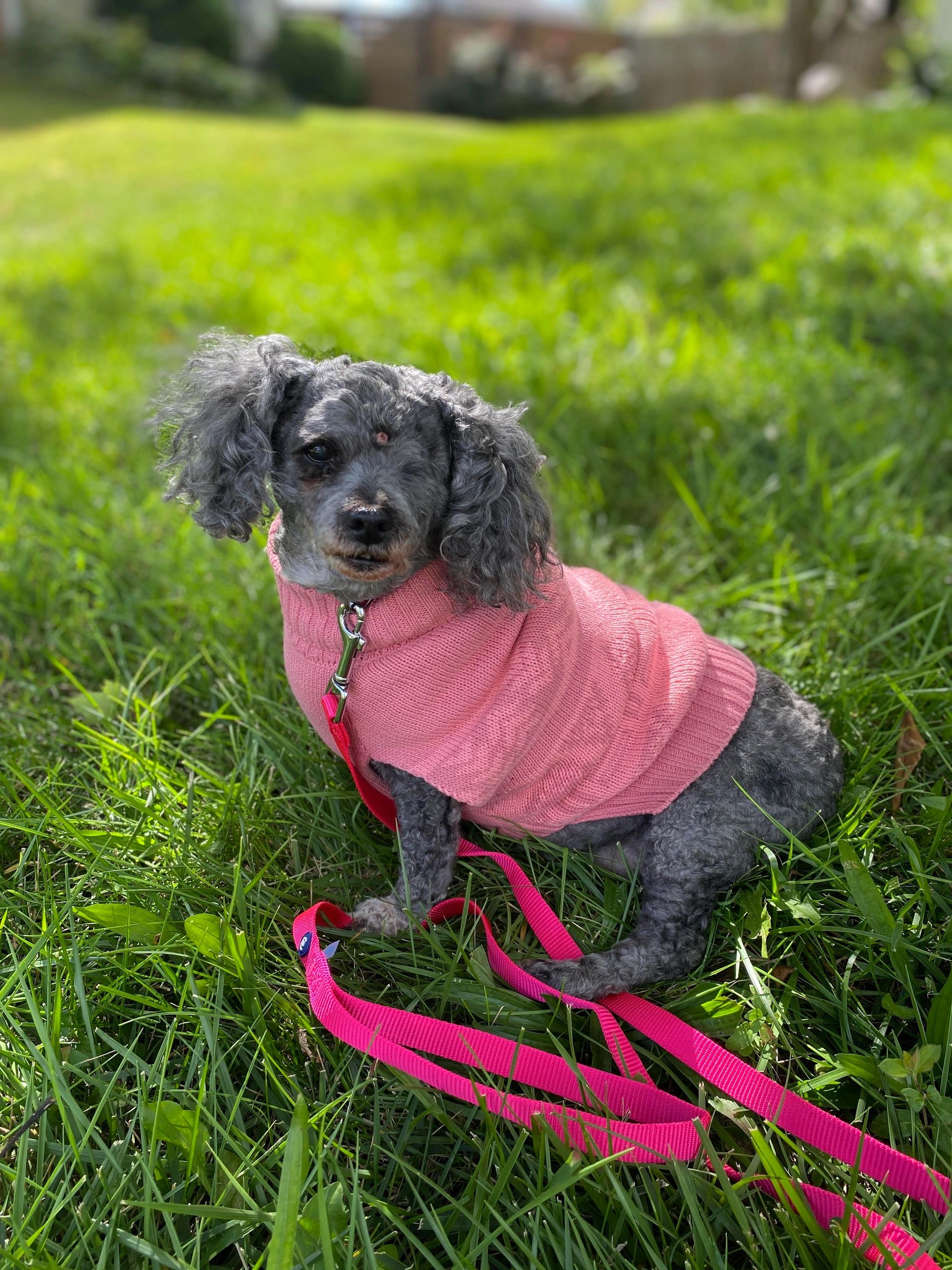 Silver Snout Senior Dog Rescue