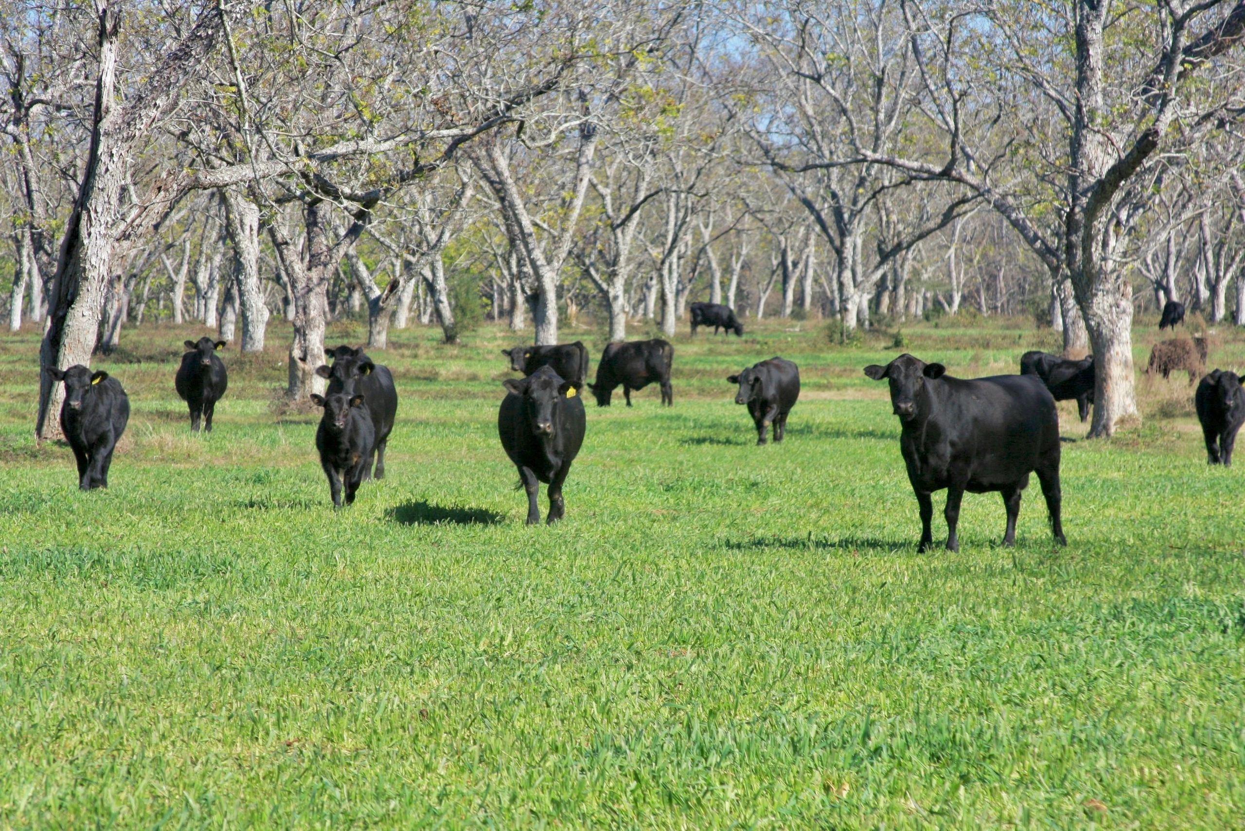 Quality Freezer Beef from Our Trusted Farm